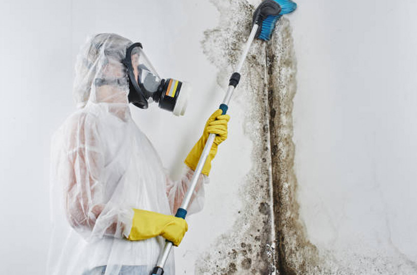 Mold Remediation Services in the Chicago Area- Remediatrix